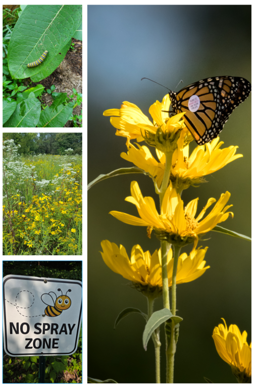 Monarchs – Chesapeake Wildlife Heritage